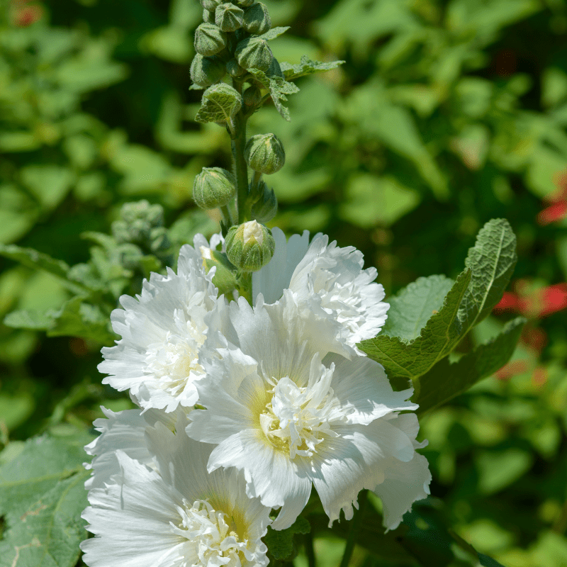 Althea » Sana Pianta